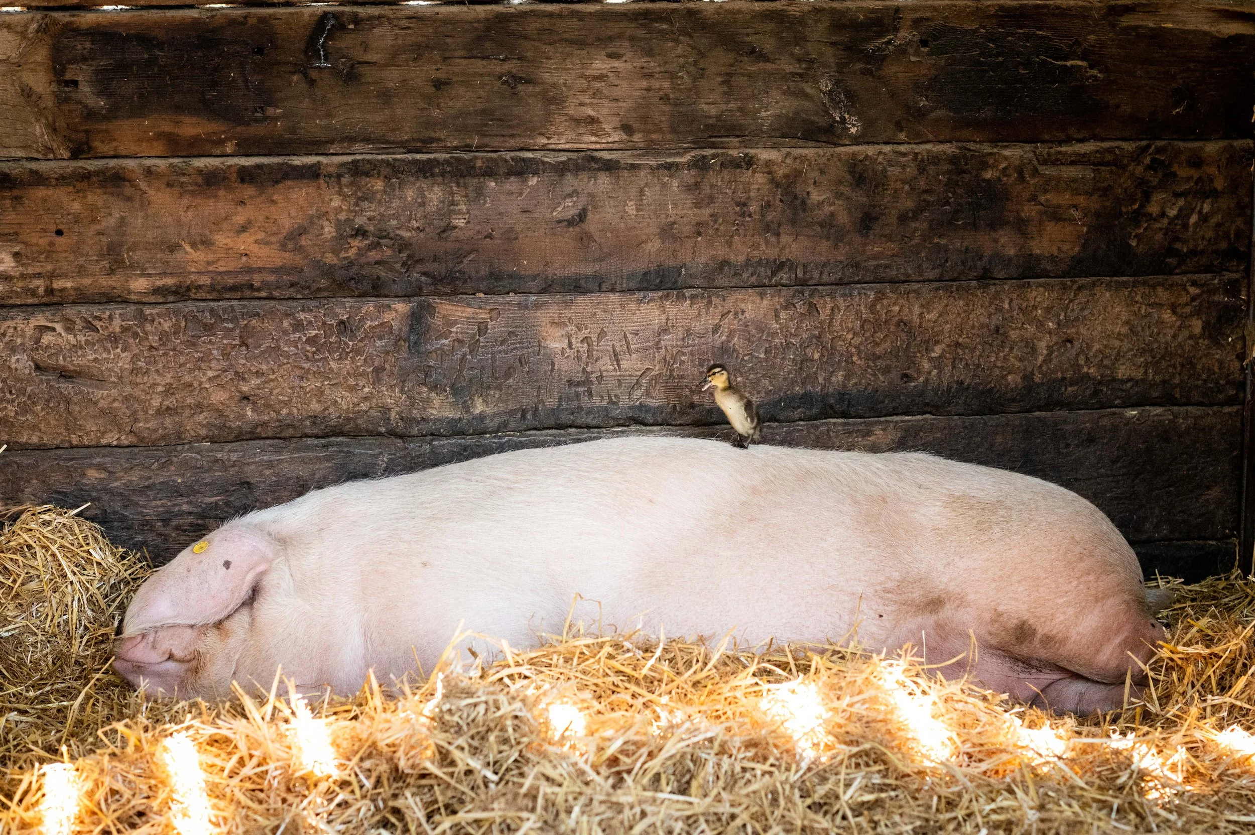 Meet the farm animals — Cattle Country Farm Park