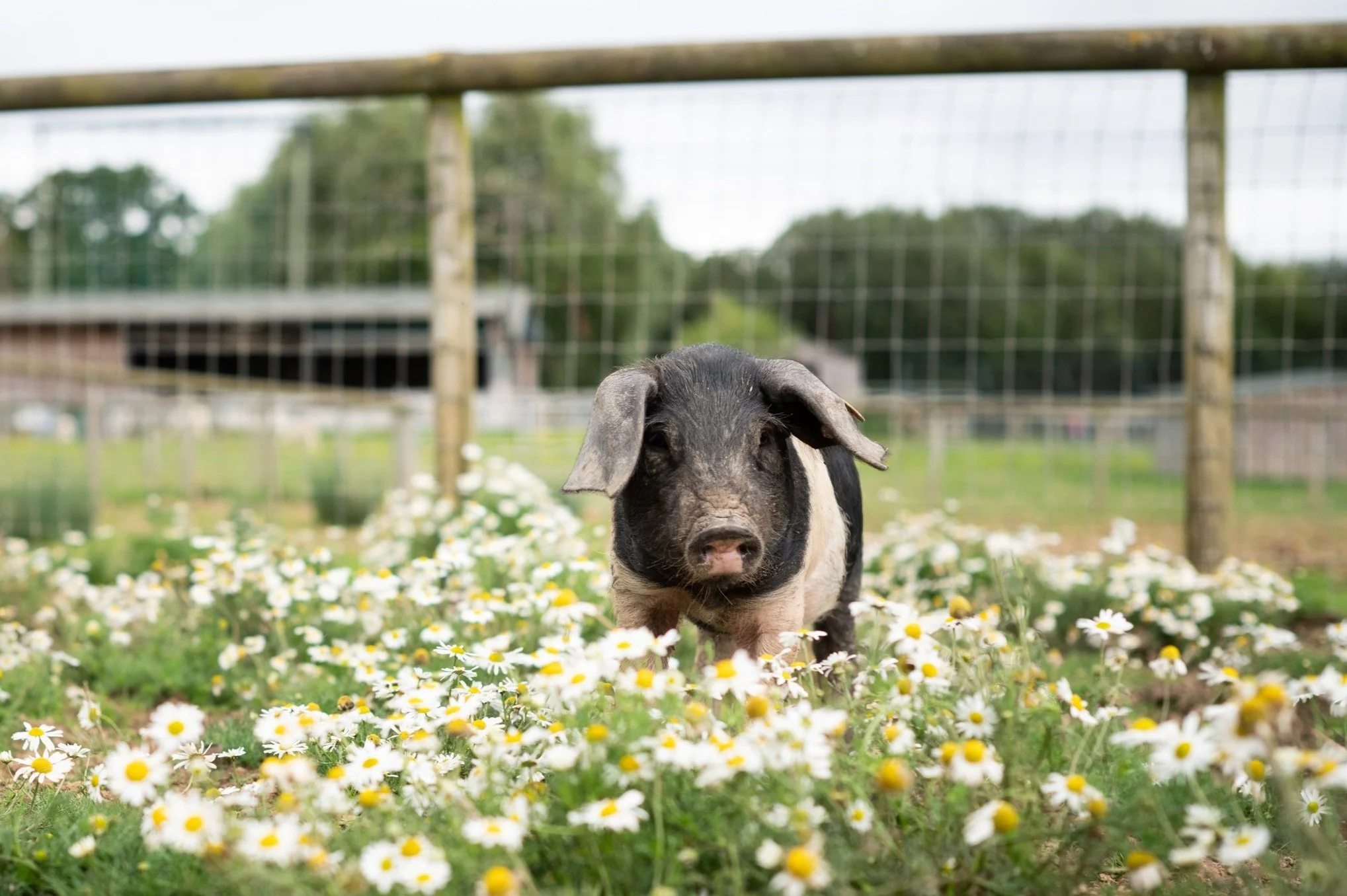 Attractions at Cattle Country — Cattle Country Farm Park