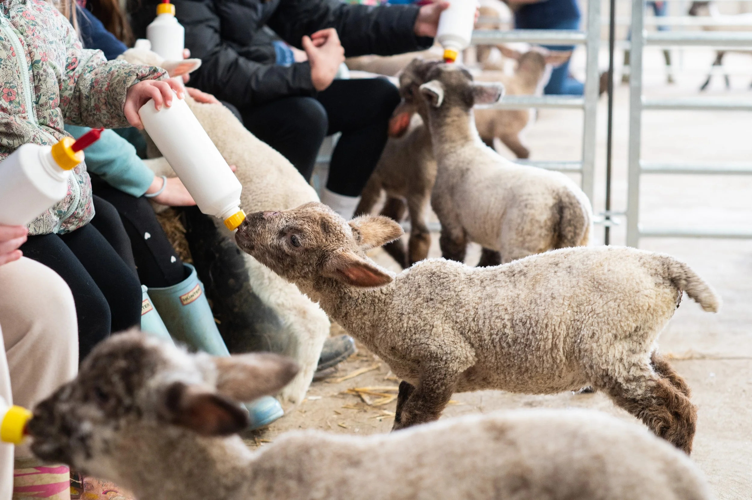 Feed our spring lambs! — Cattle Country Farm Park