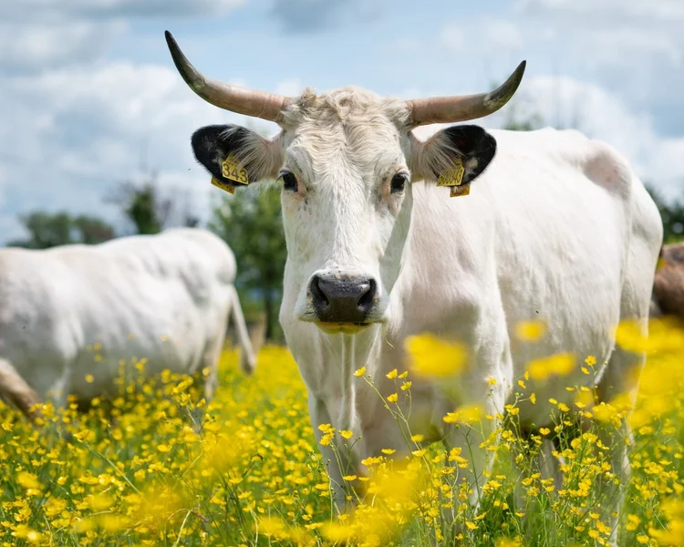 Meet the Animals — Cattle Country Farm Park