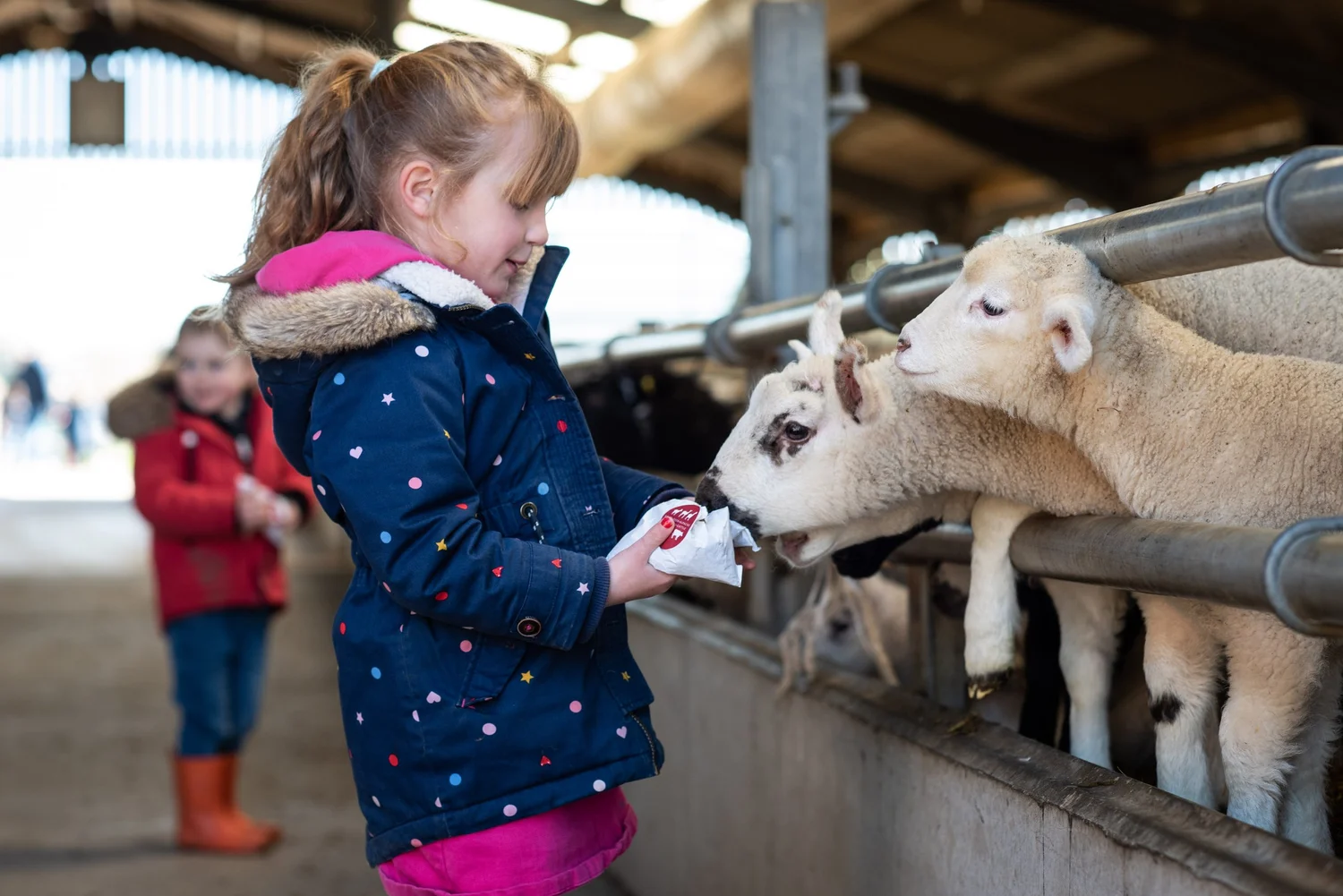 What's On | Things To Do — Cattle Country Farm Park