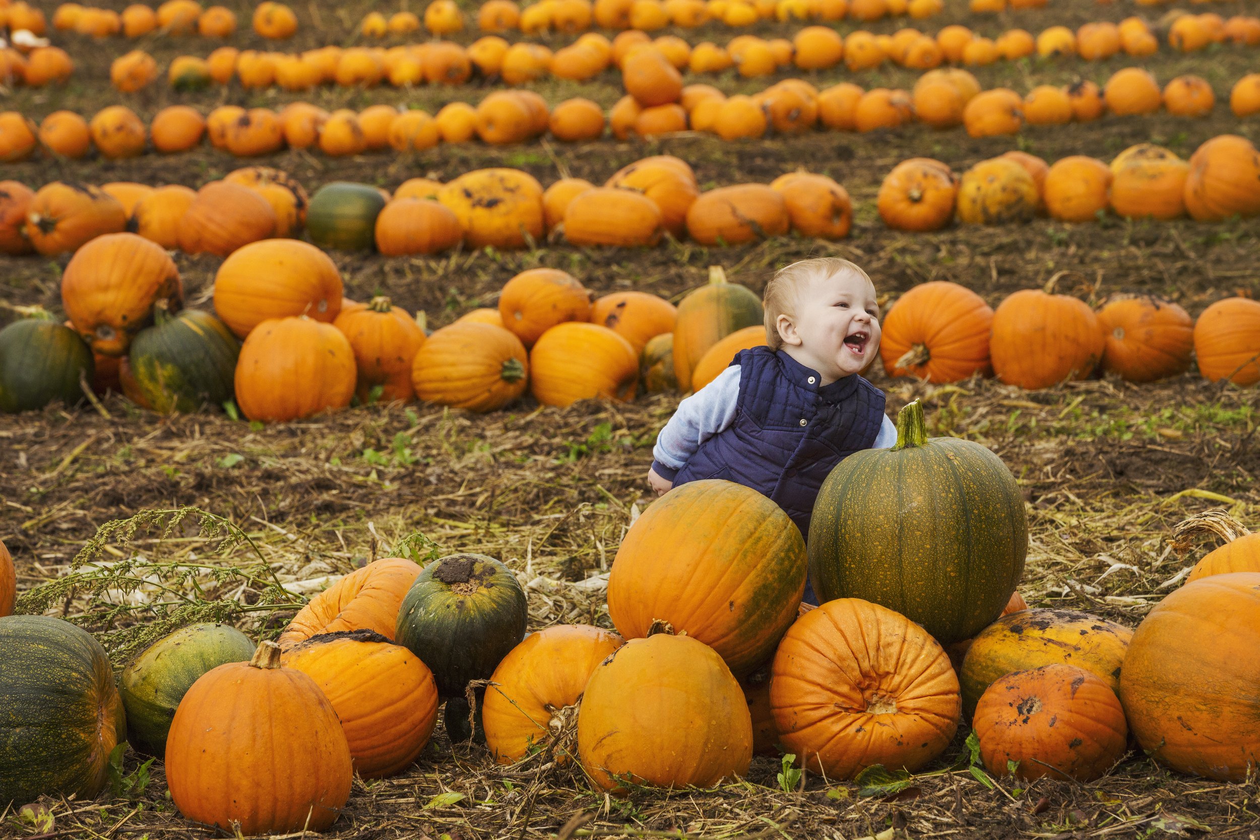 What's On | Things To Do — Cattle Country Farm Park