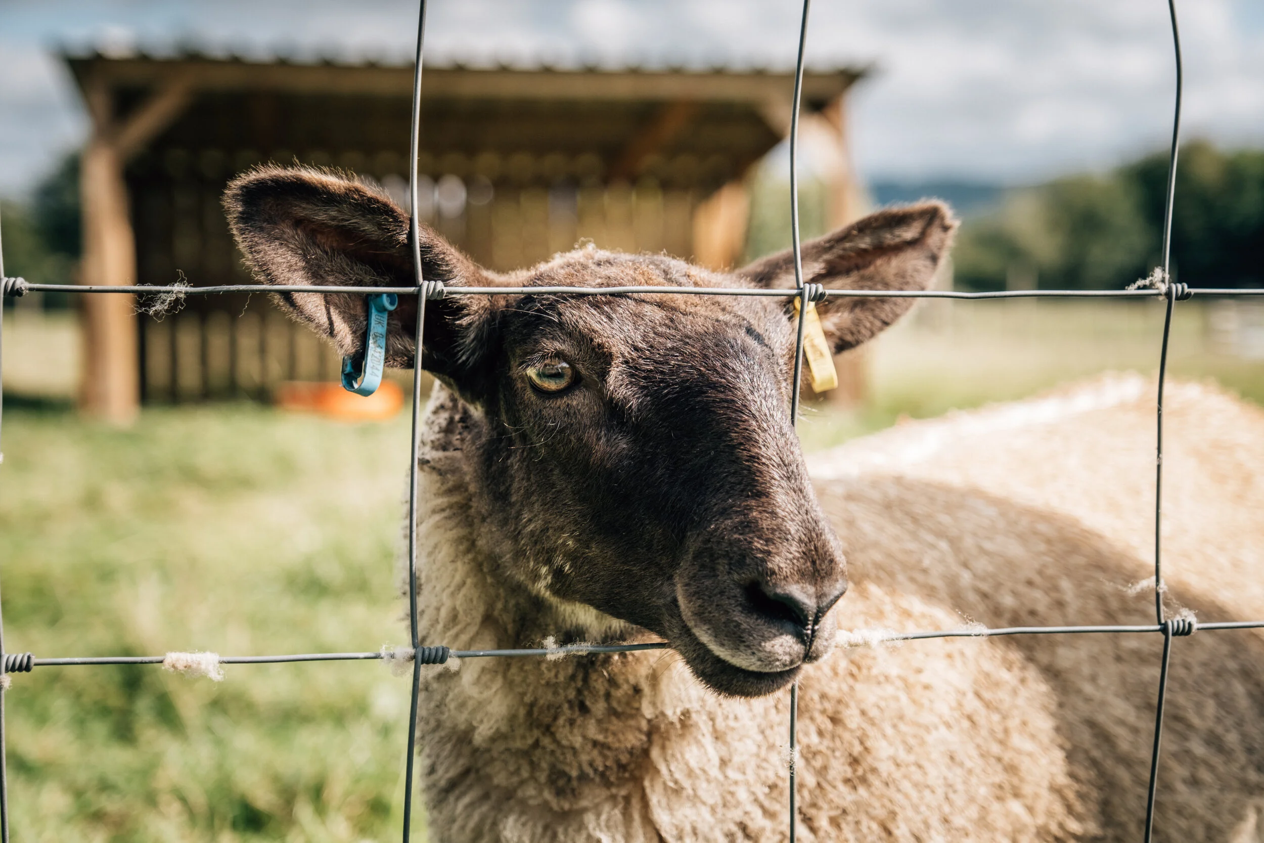 School Visits — Cattle Country Farm Park