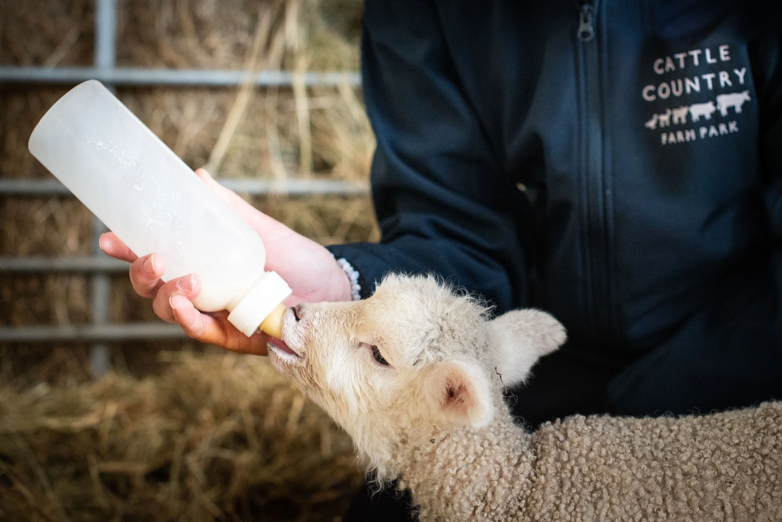 Lamb Feeding | Lamb Feeding Farm — Cattle Country Farm Park