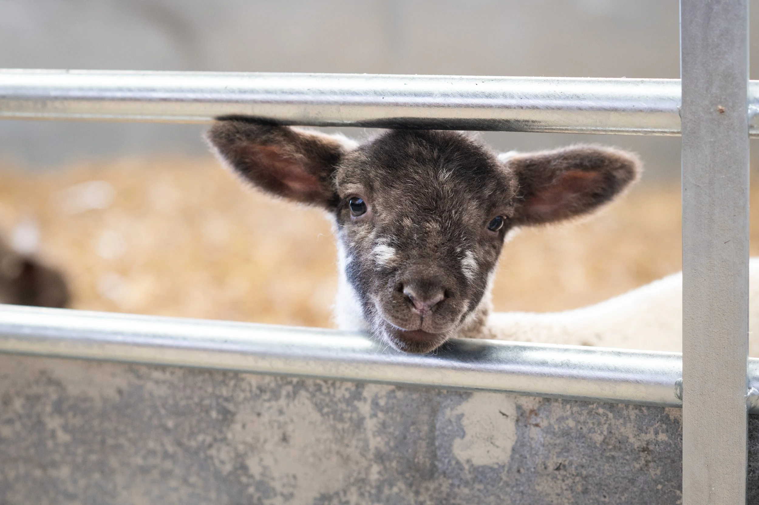 Things to do at Cattle Country — Cattle Country Farm Park