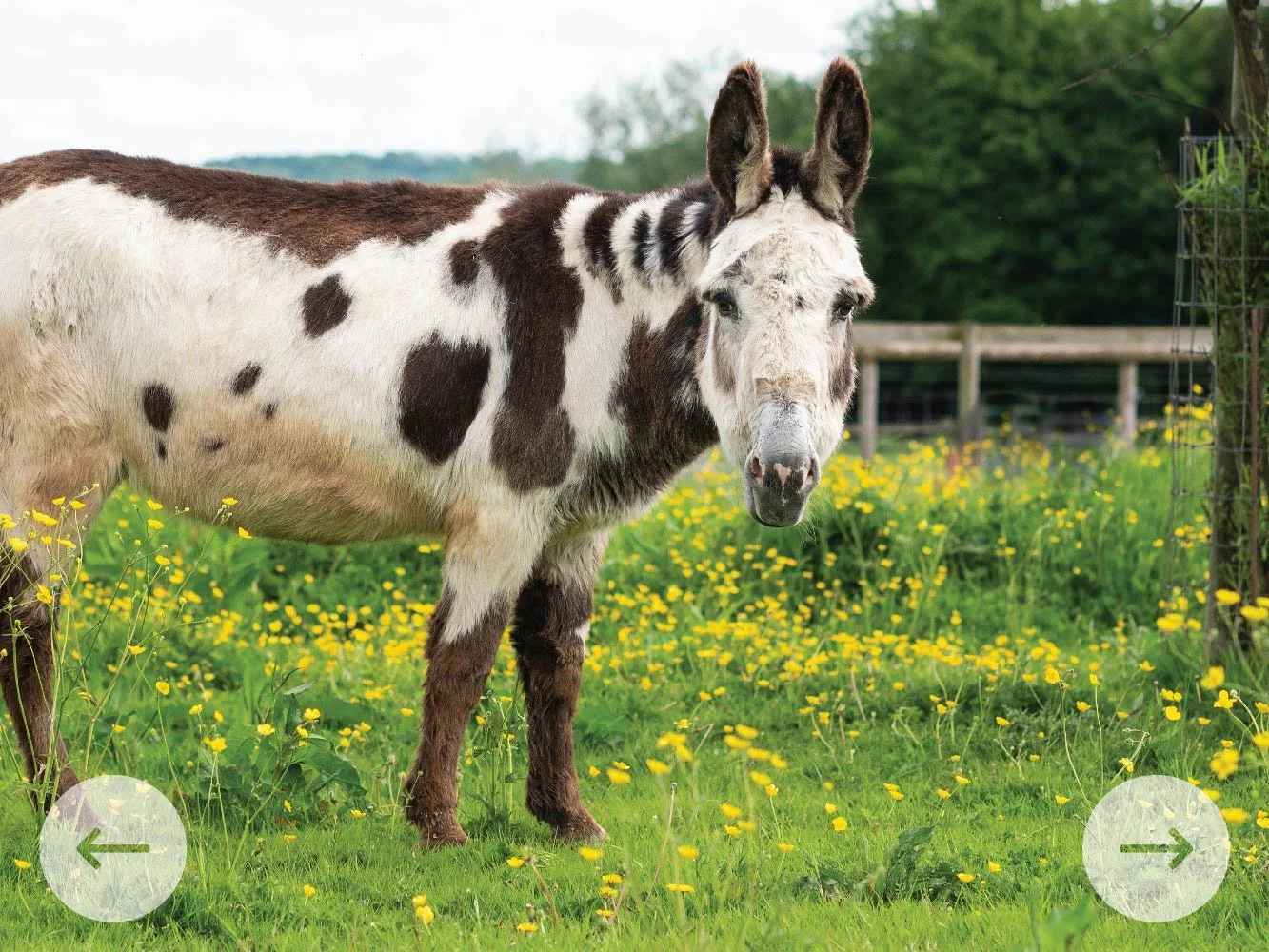 Attractions at Cattle Country — Cattle Country Farm Park