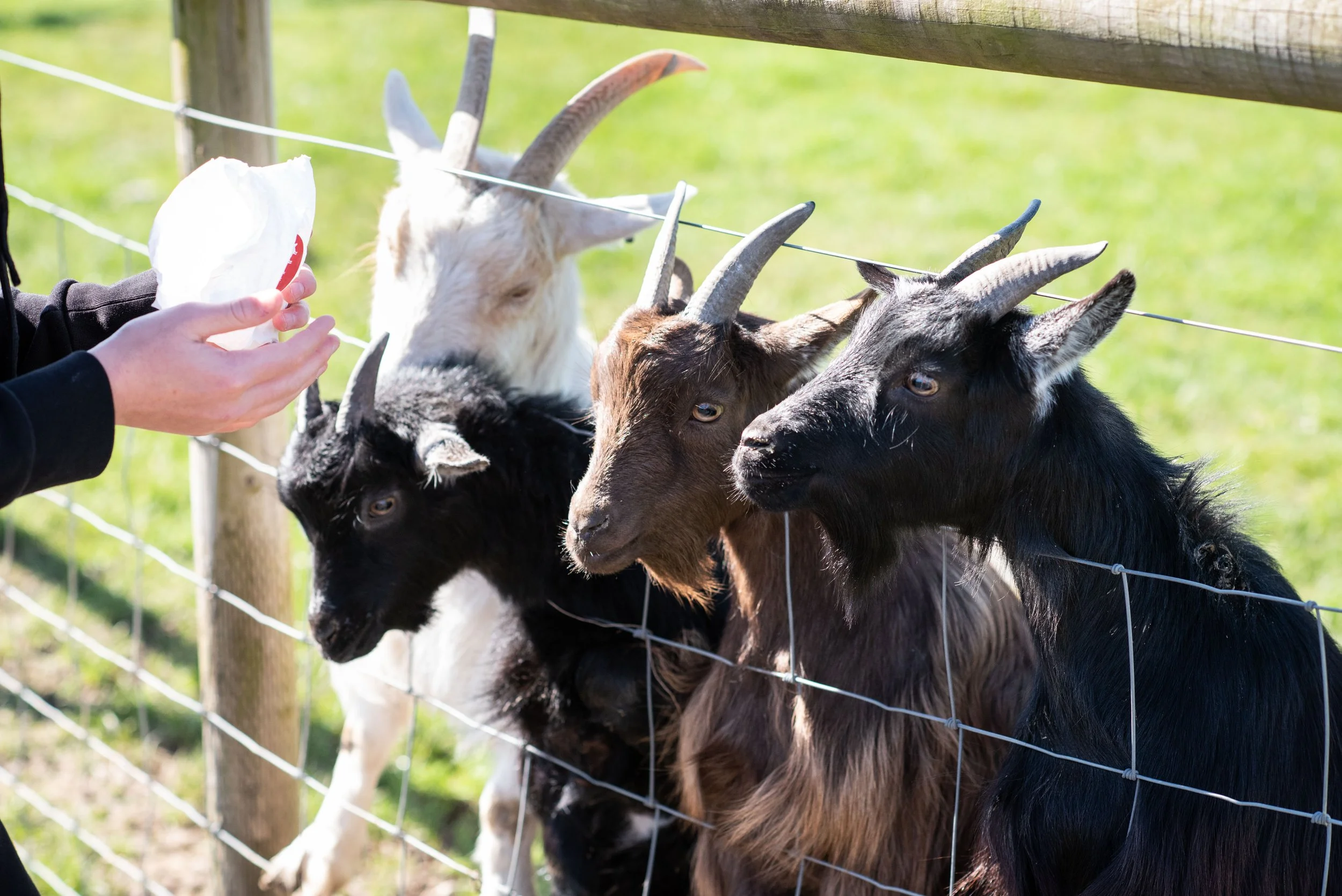 Meet the Animals — Cattle Country Farm Park