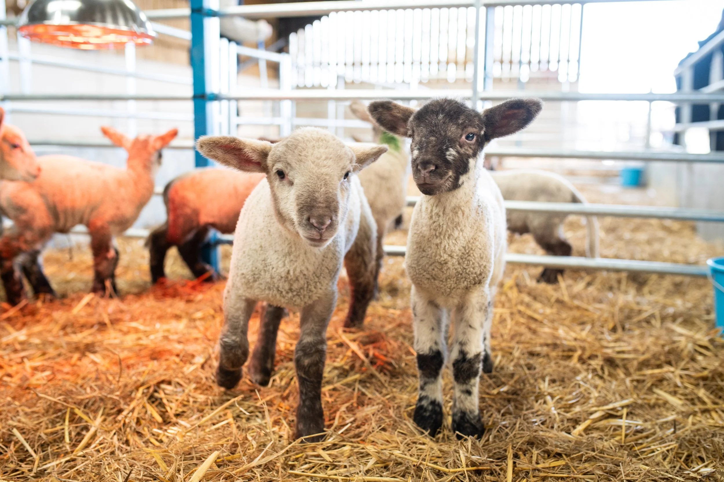 Lamb Feeding | Lamb Feeding Farm — Cattle Country Farm Park