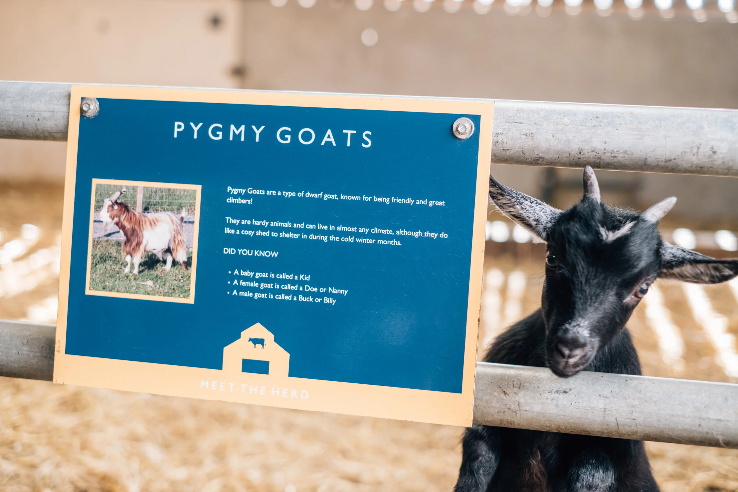 Meet the farm animals — Cattle Country Farm Park