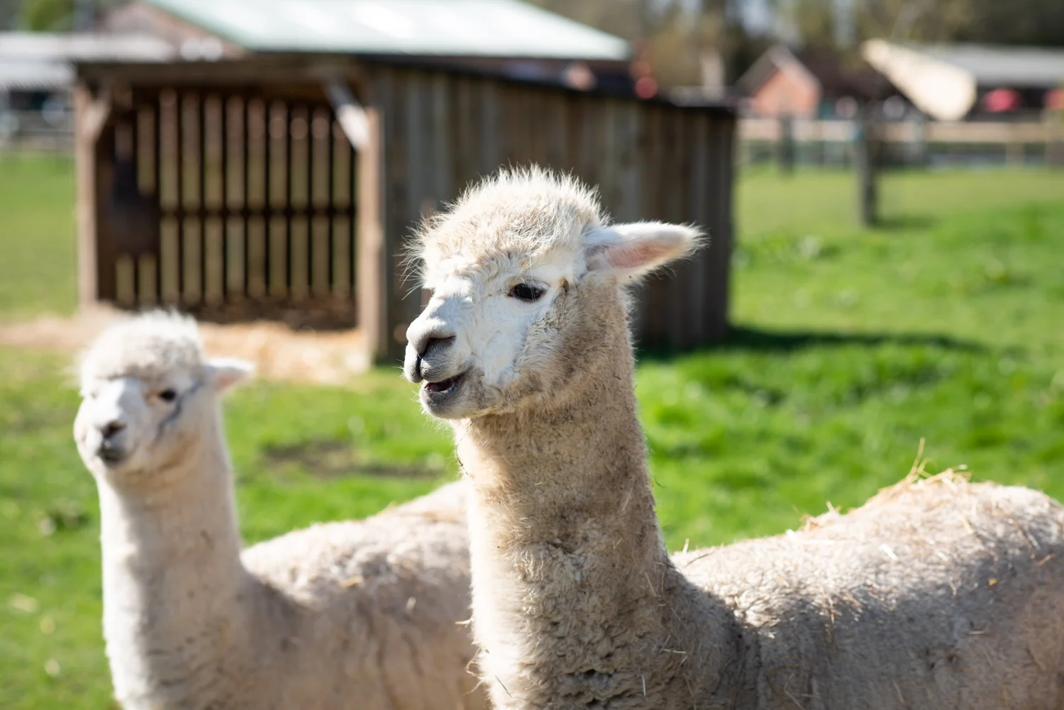 What's On | Things To Do — Cattle Country Farm Park
