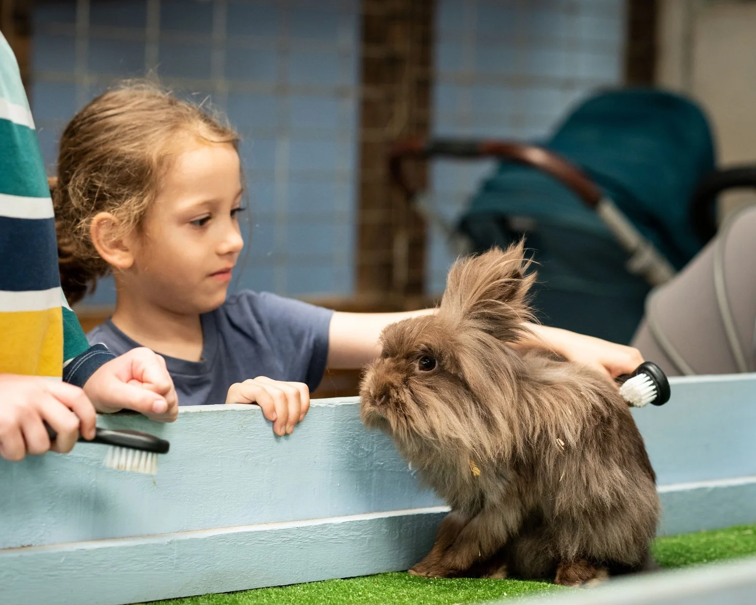 Meet the Animals — Cattle Country Farm Park