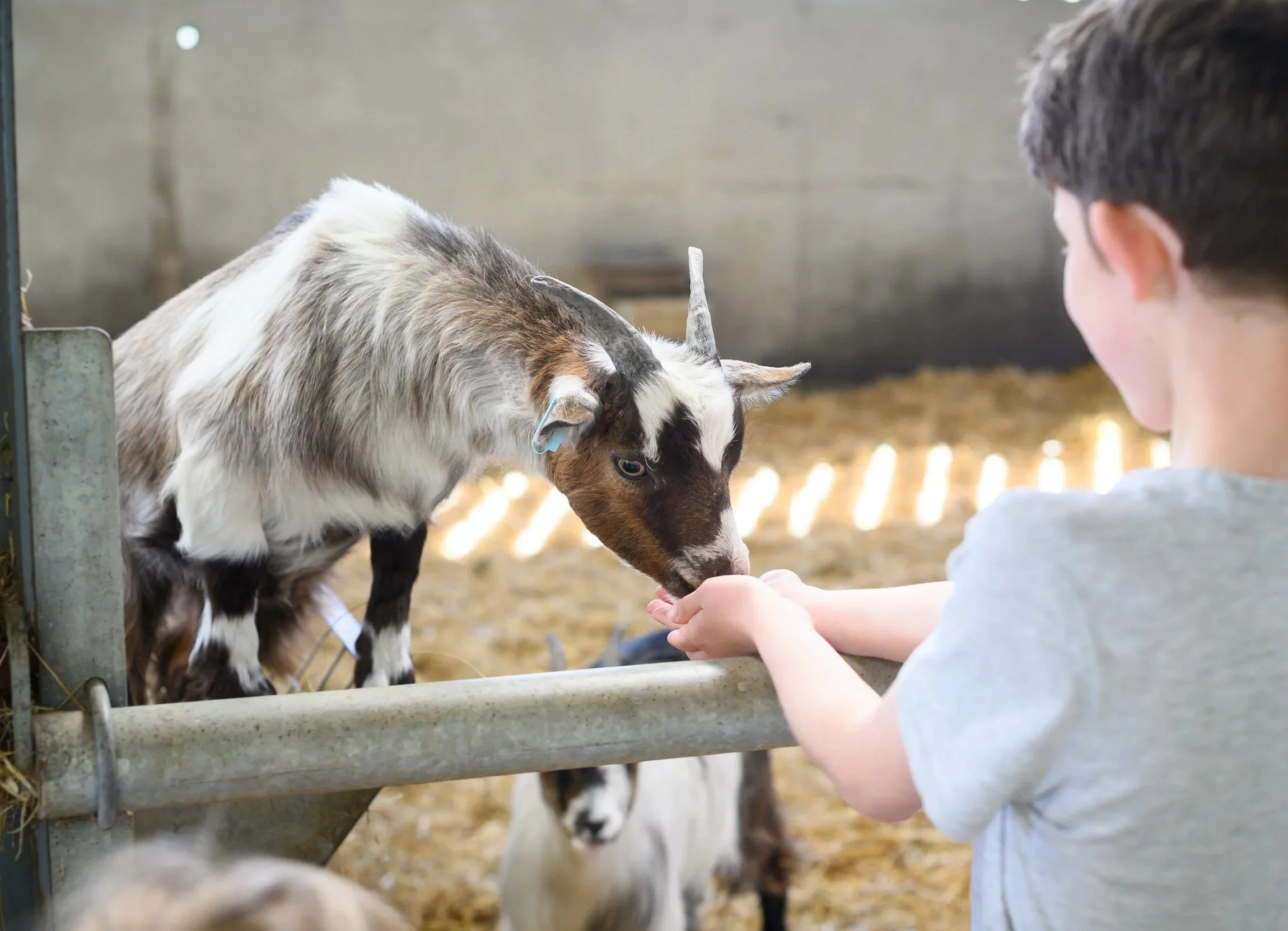 Cattle Country Farm Park