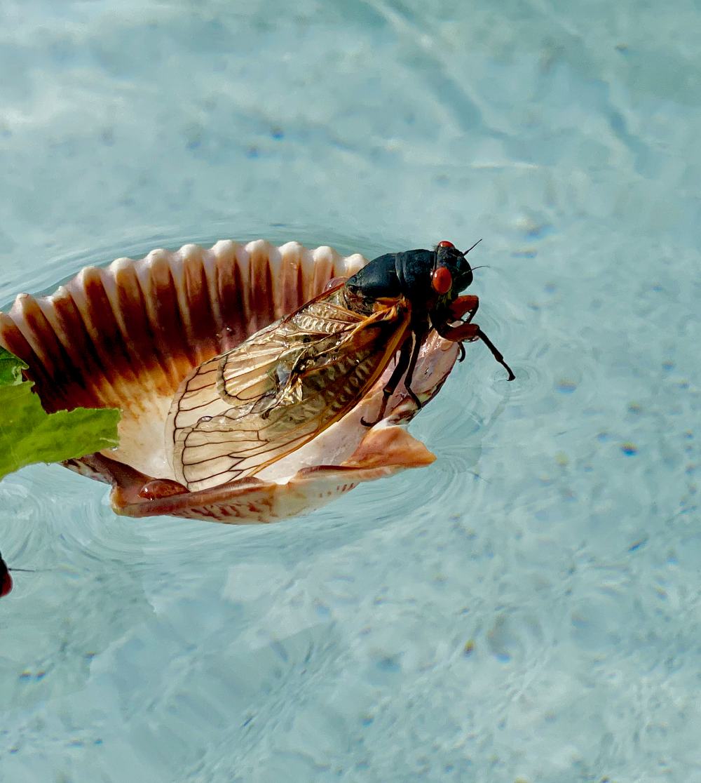 Cicadas! — Dr.CindySmith