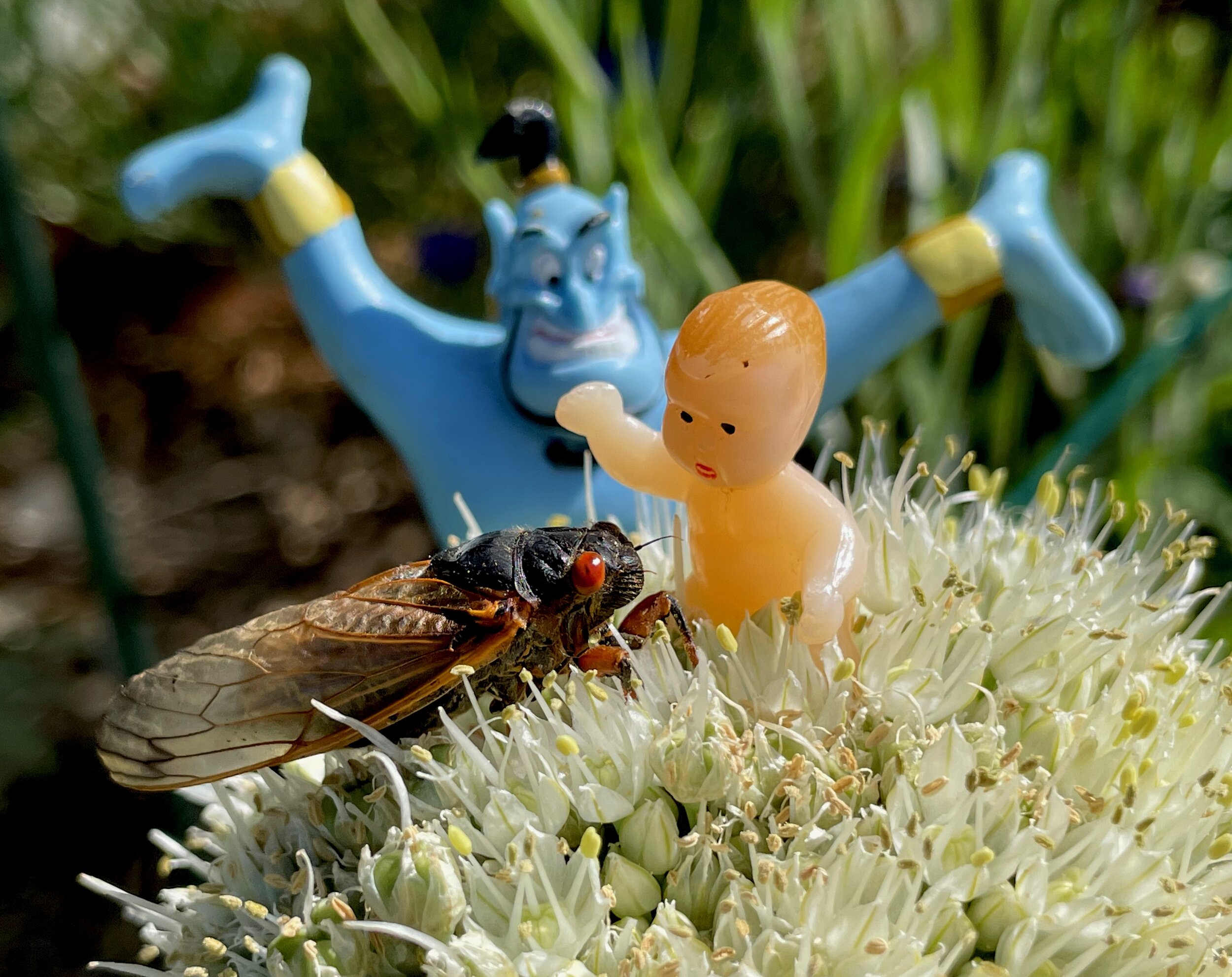 Cicadas! — Dr.CindySmith