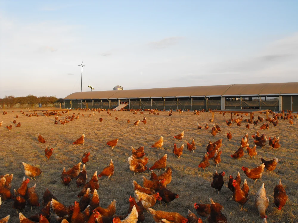 our birds — Rymer Farm