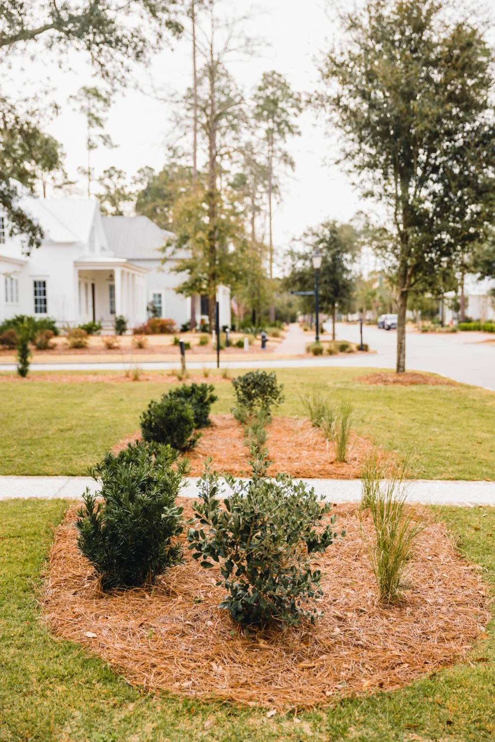Lowcountry Landscaping: Choosing the Right Plants for Your Custom Home ...