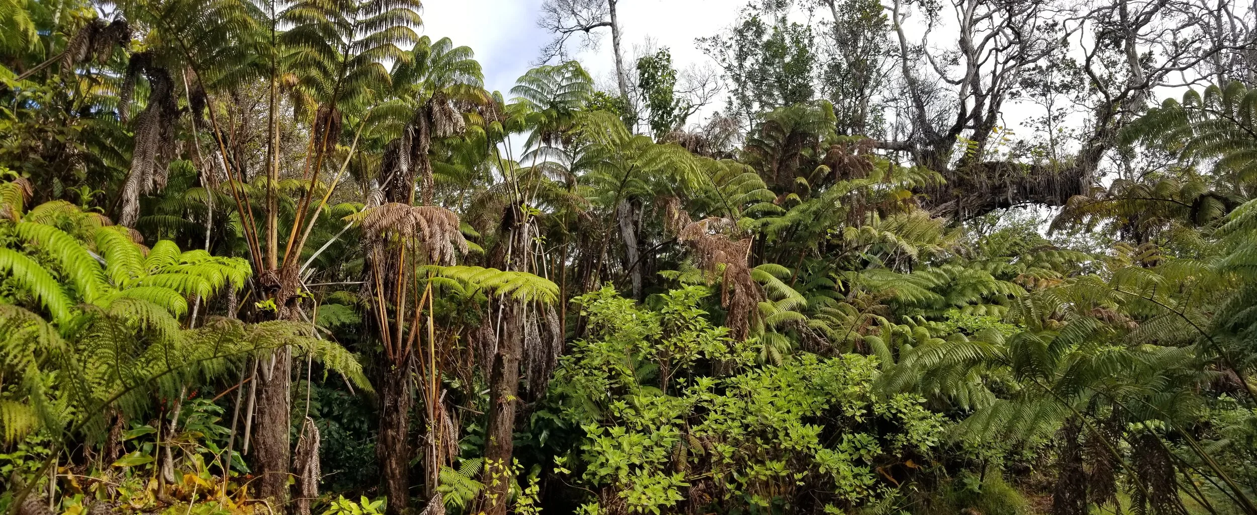 MĀMAKI — Hawaii Forest Farms
