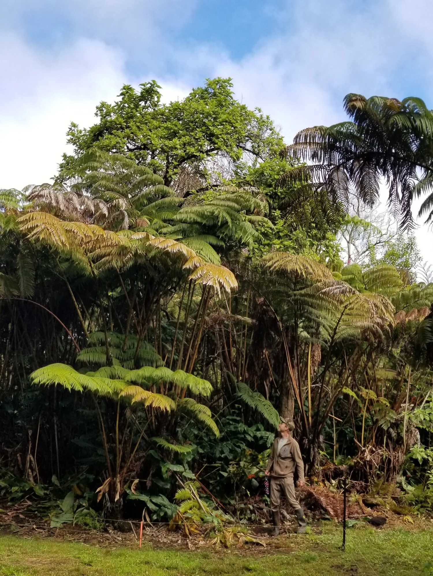 MĀMAKI — Hawaii Forest Farms