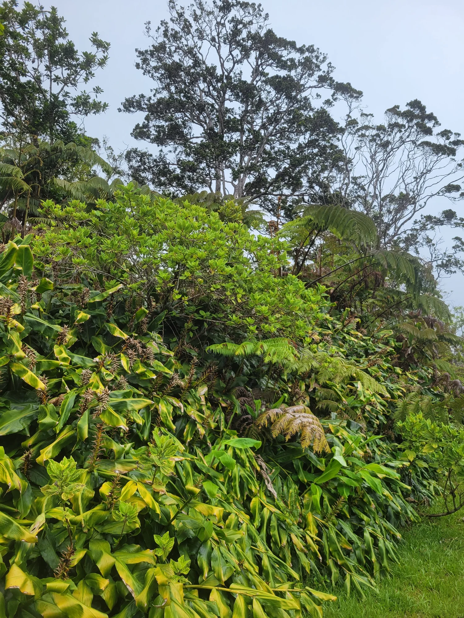 General 5 — Hawaii Forest Farms