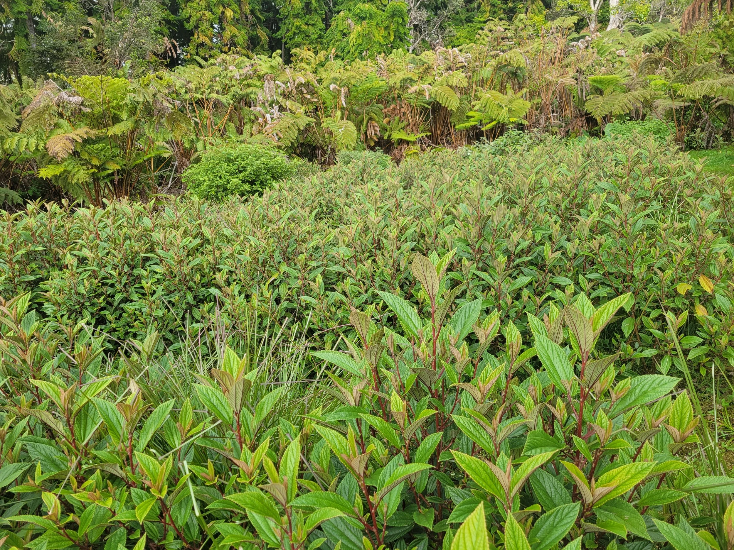 General 5 — Hawaii Forest Farms