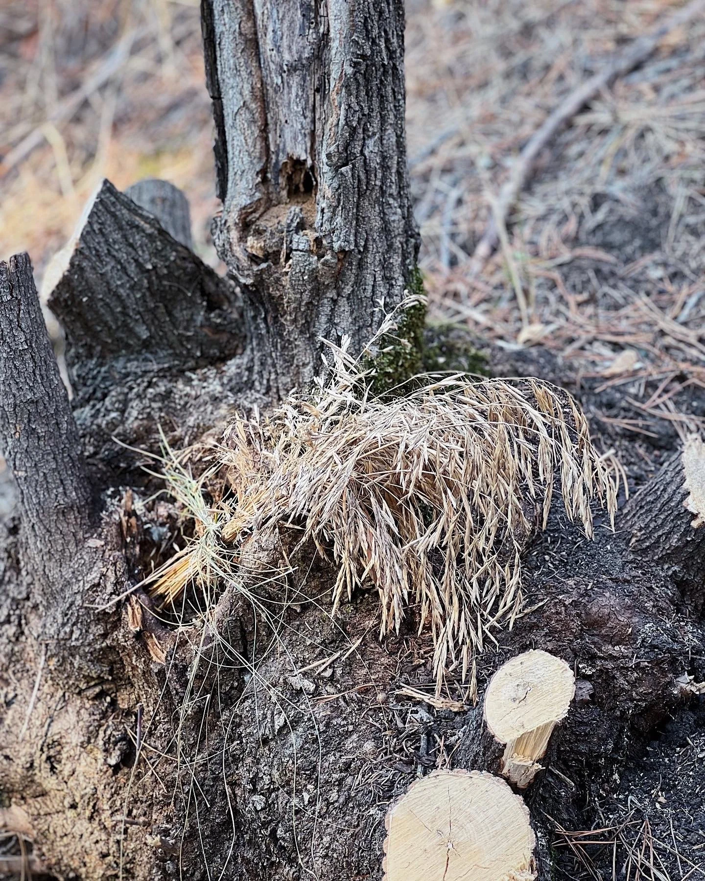 Fixed Star Spica — Kitchen Toad