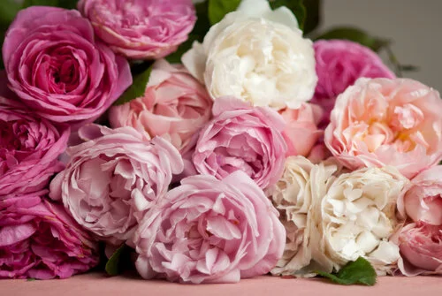 David Austin Roses — Bell Meadow