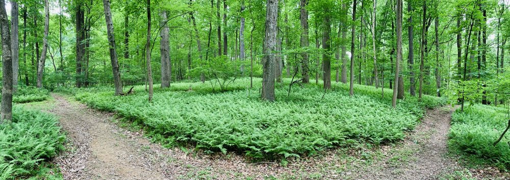 General 1 — Reflection Park