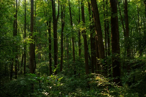 Mission — Reflection Park