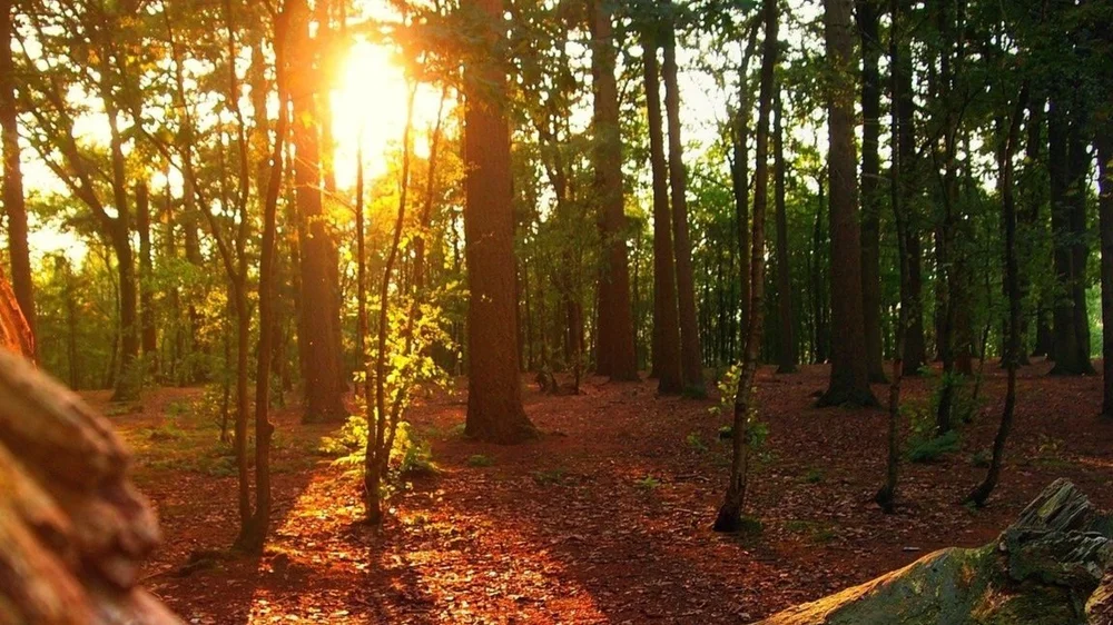 Events — Reflection Park