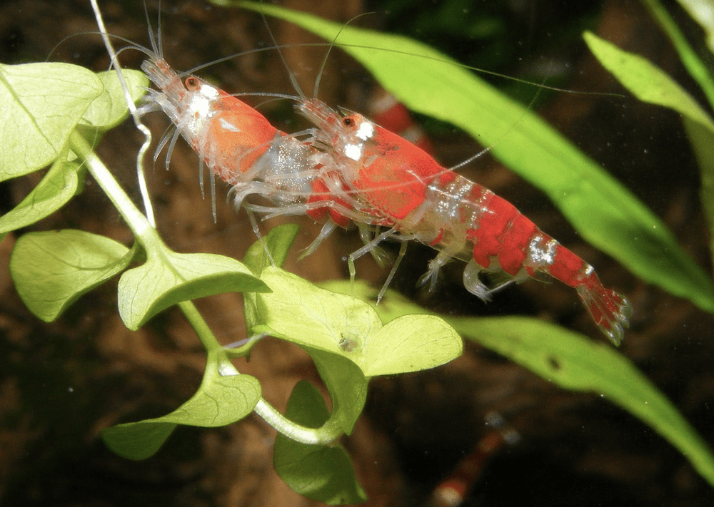 Shrimp, Sentience, and Pain: What We Still Don’t Know About Them ...