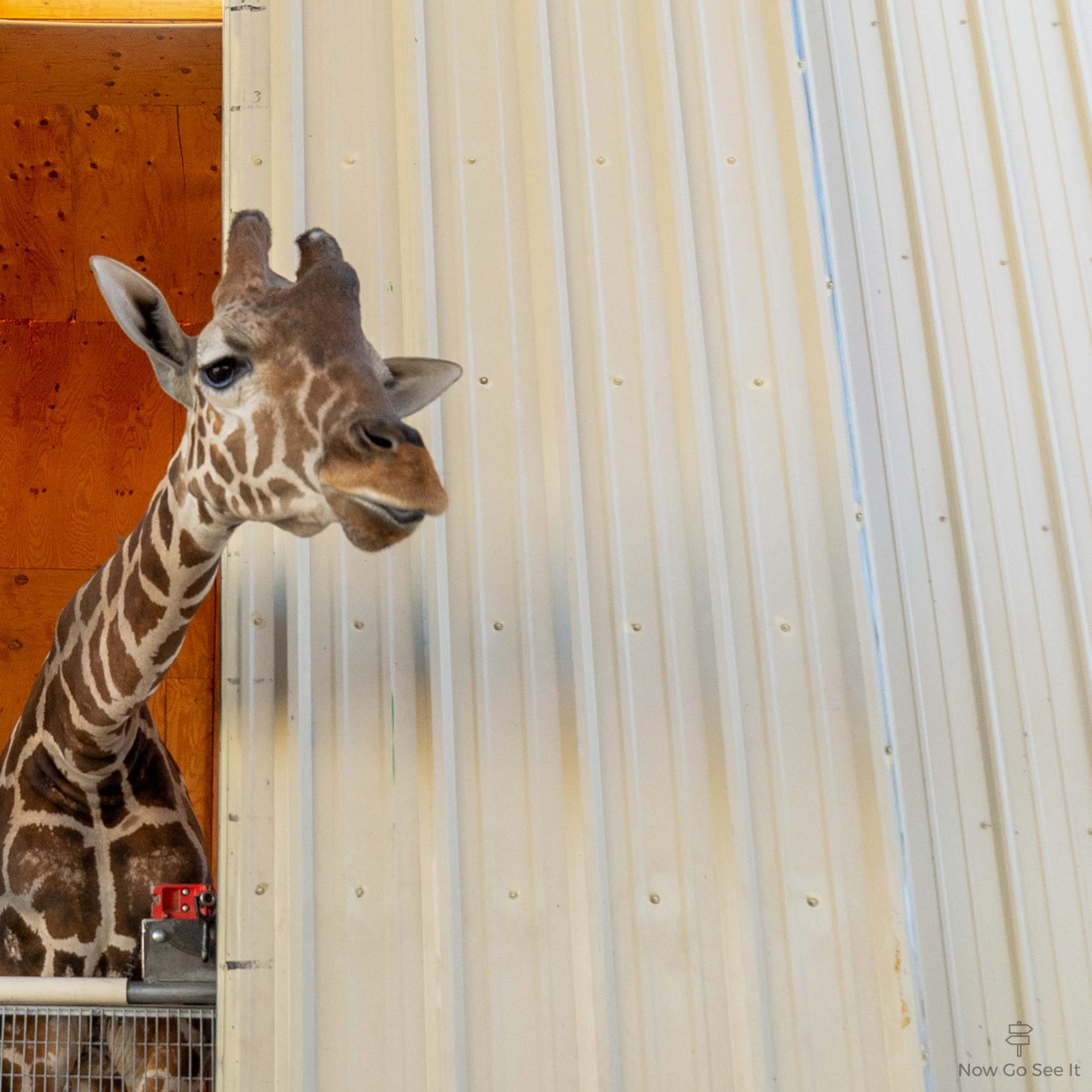 10 Non-Gambling things to do in Las Vegas — Now Go See It - A Worldwide ...