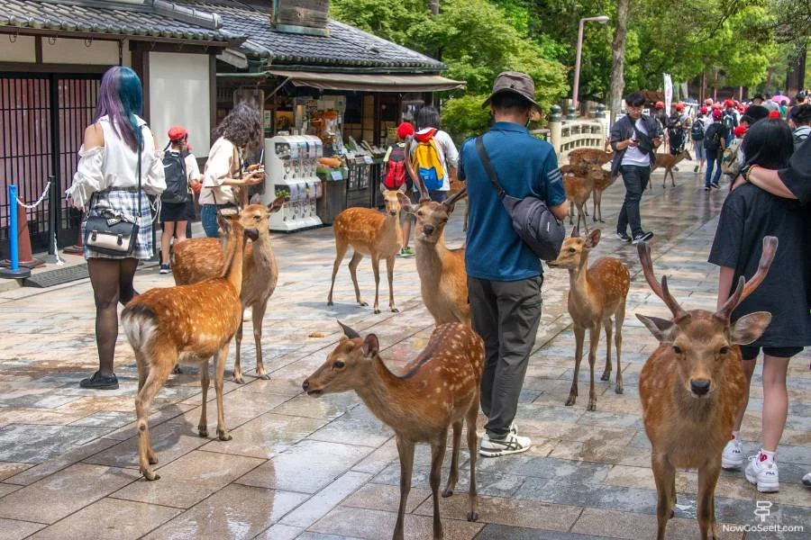 Nara Park Day Trip: Nara Half Day Itinerary (Osaka / Kyoto)