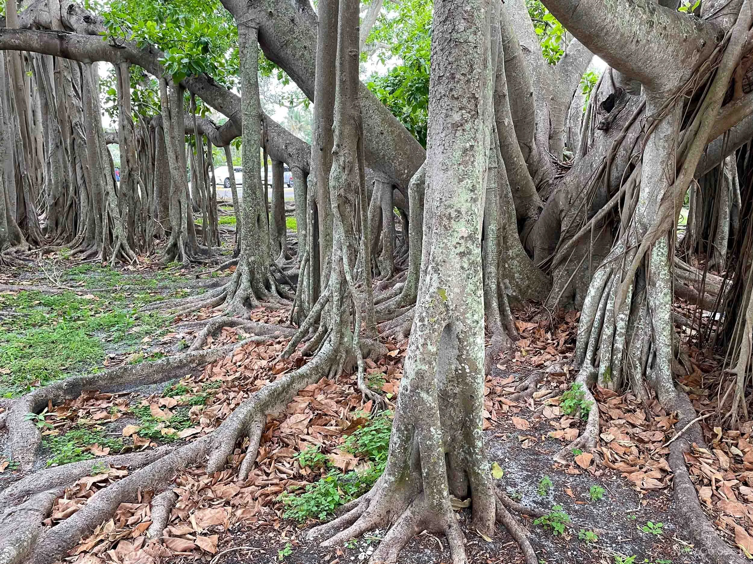 The Edison and Ford Winter Estates