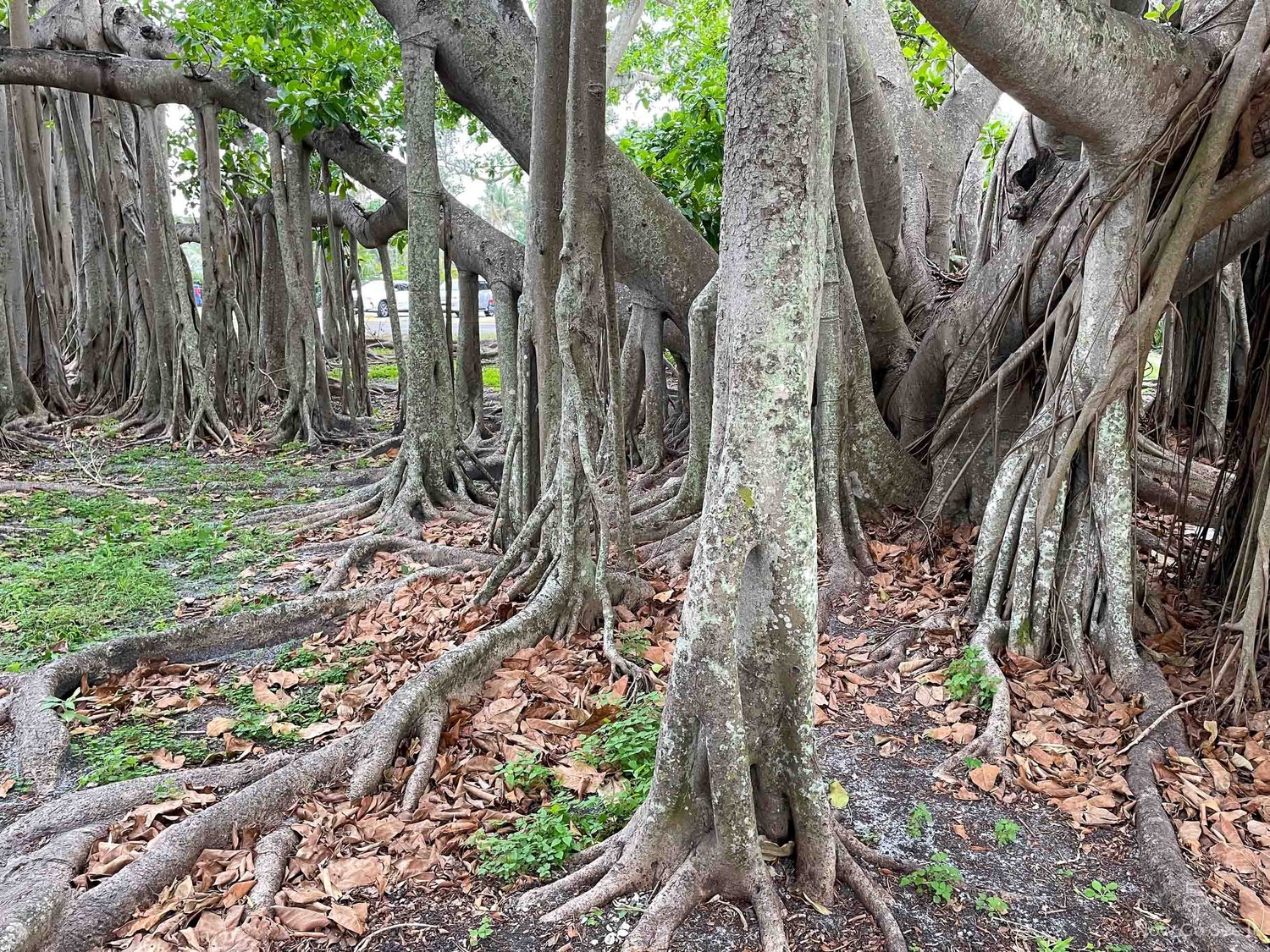 The Edison and Ford Winter Estates
