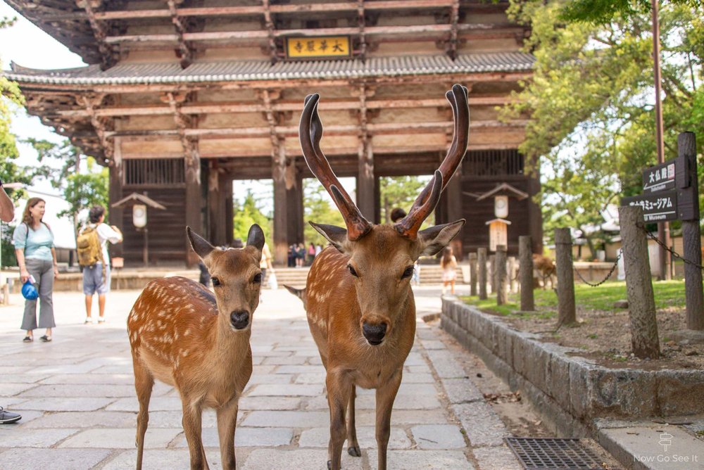 Nara Park Day Trip