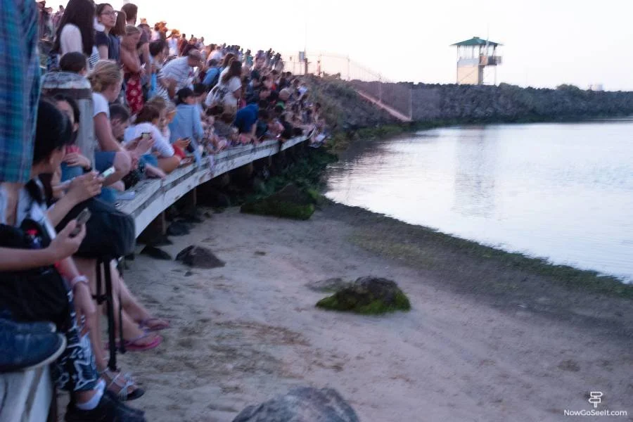 How To See The St. Kilda Penguin Colony From Melbourne