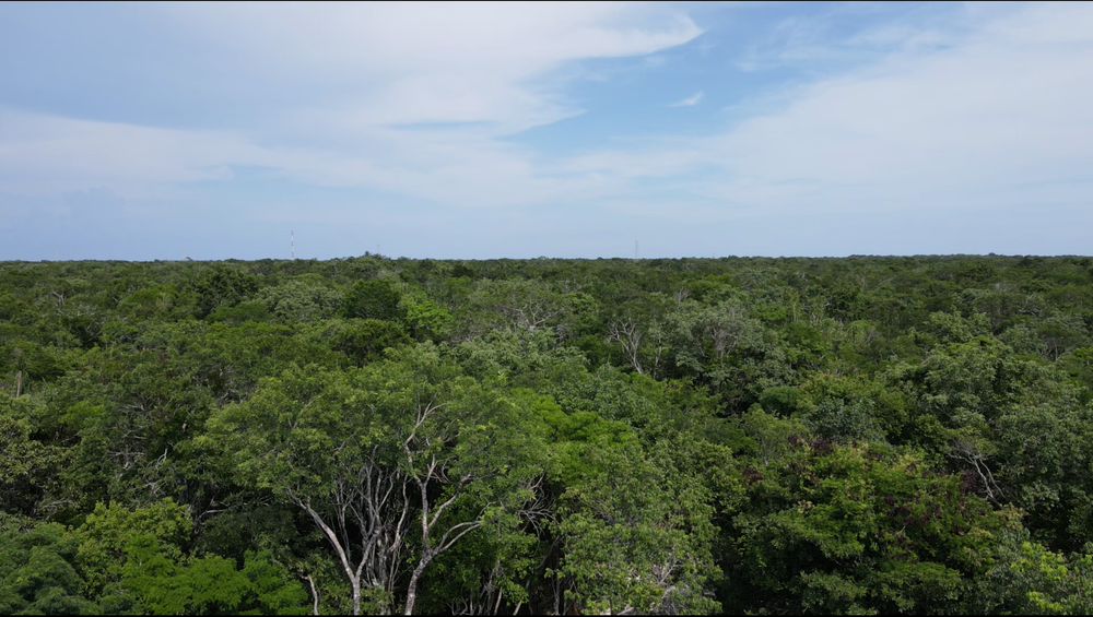 Paledora | Developing the Future in Nature