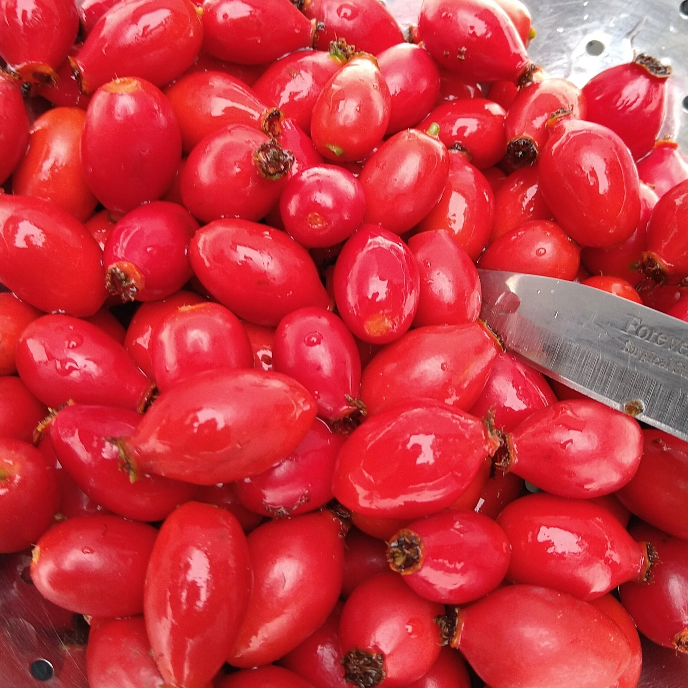 TIME FOR ROSE HIP TEA — JINNY NGUI DESIGN