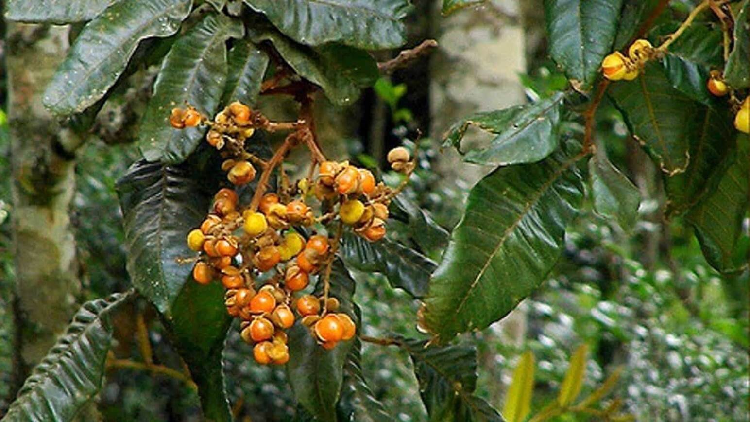 Bush Tucker Gardens — Burragun Aboriginal Cultural Services