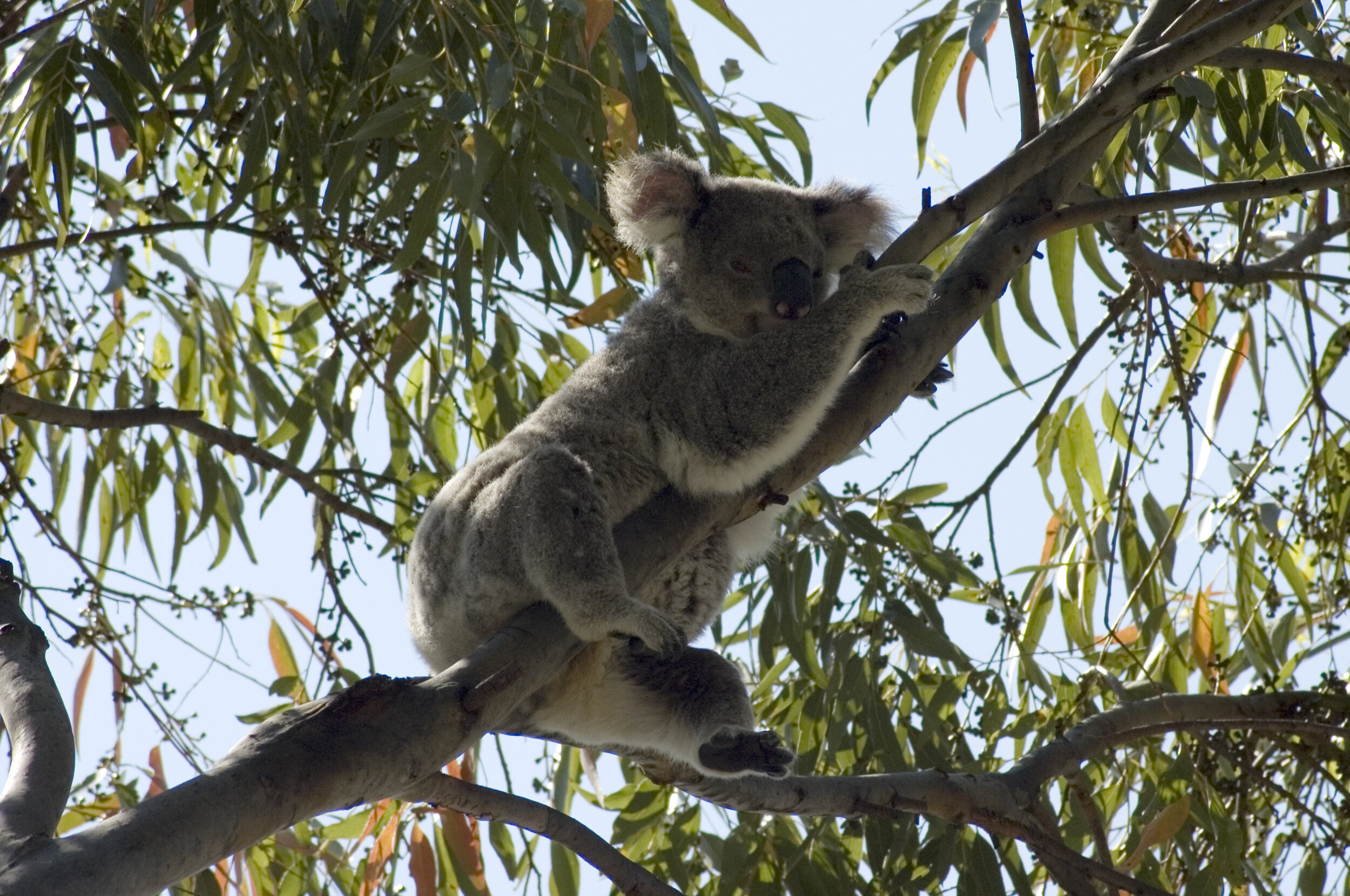 OSHC Programs — Burragun Aboriginal Cultural Services