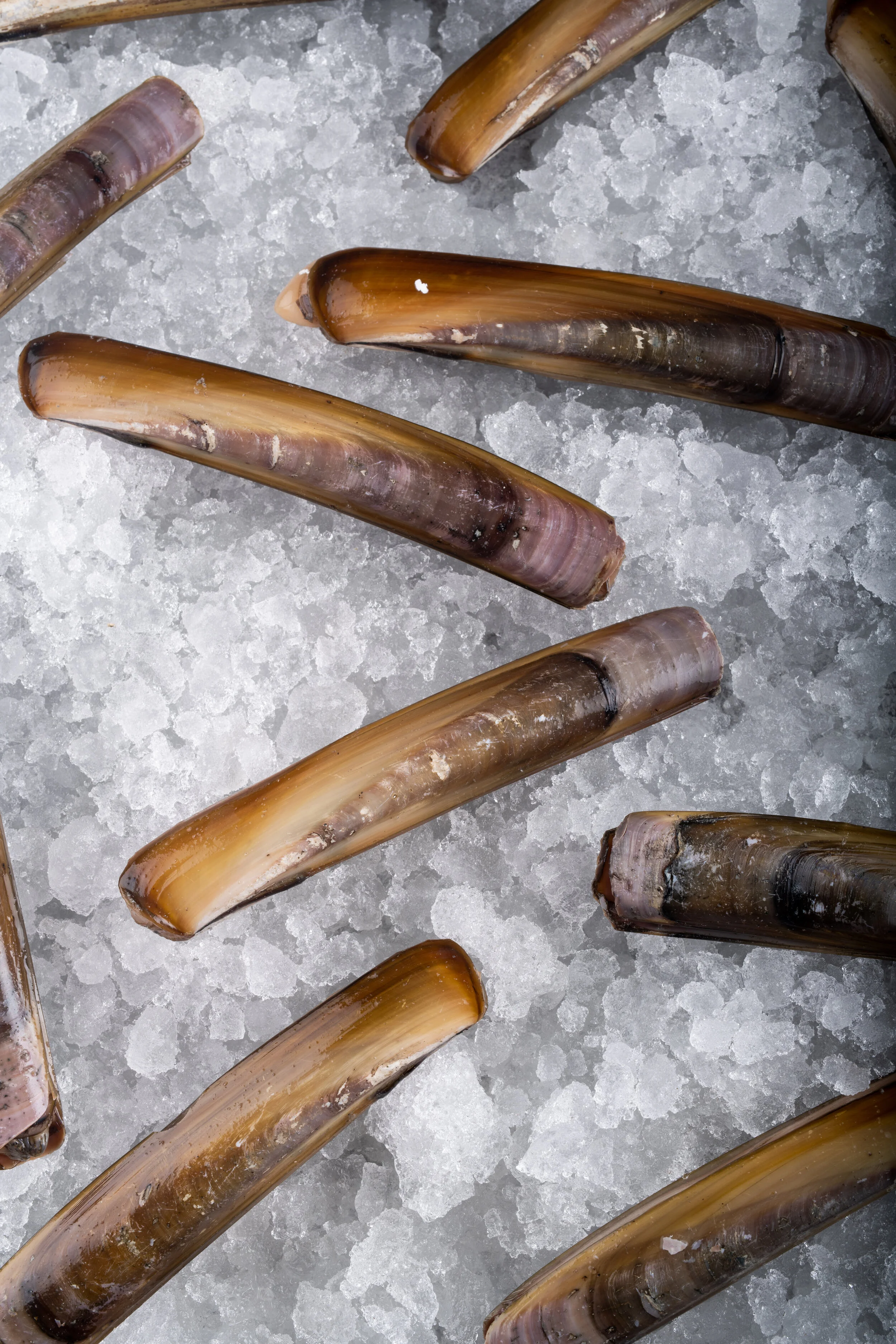 Order — O Y S T E R B L Ø Ø D