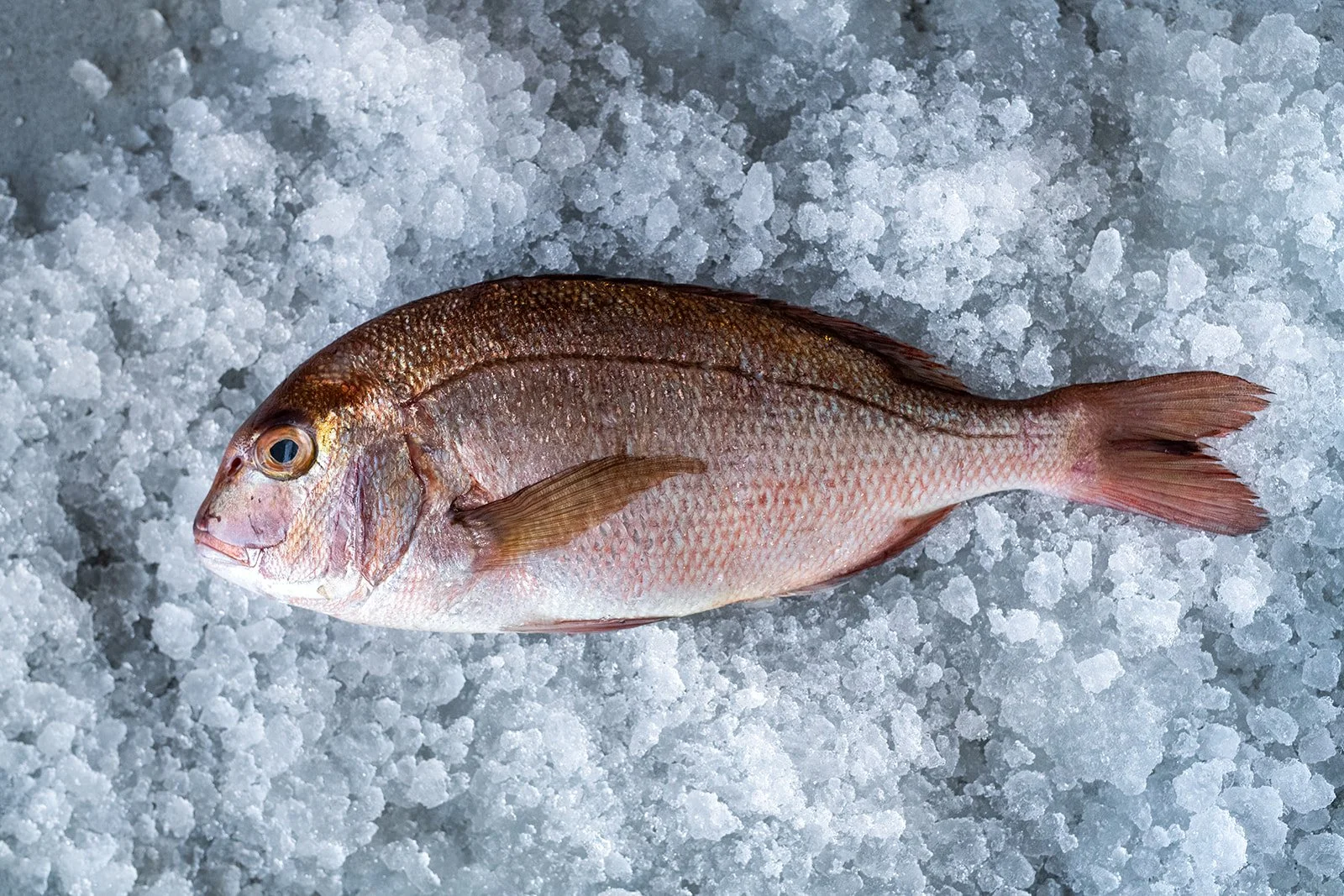 Order — O Y S T E R B L Ø Ø D