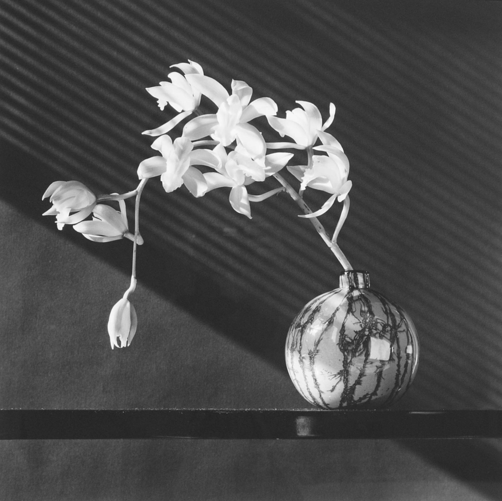 Robert Mapplethorpe Xyz