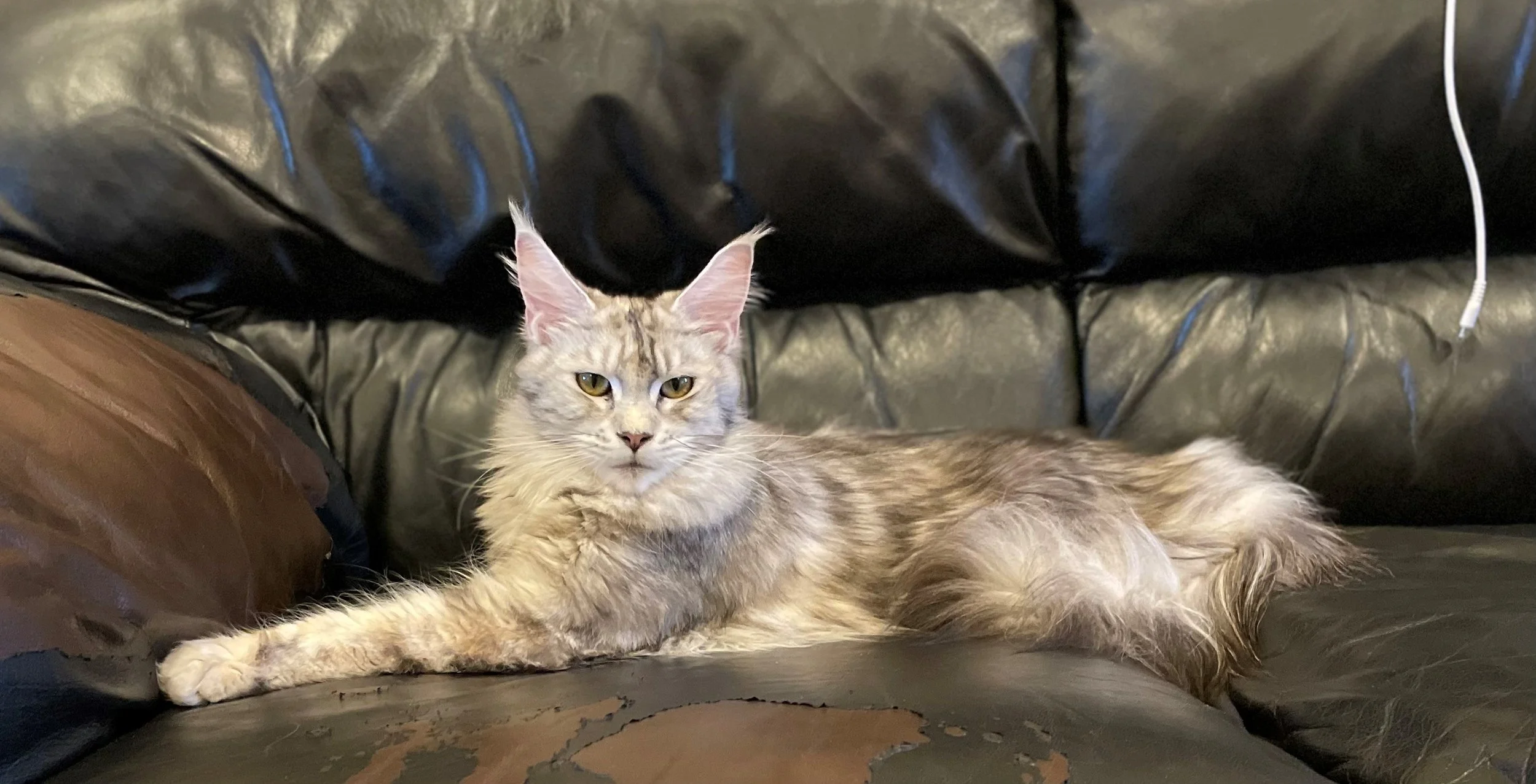 Our Queens — King Coons Indiana