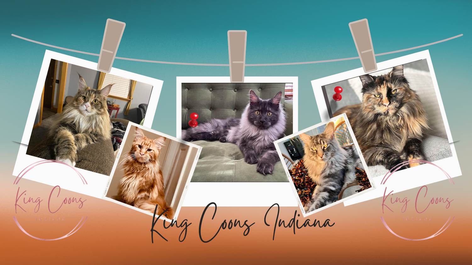 Available Kittens — King Coons Indiana