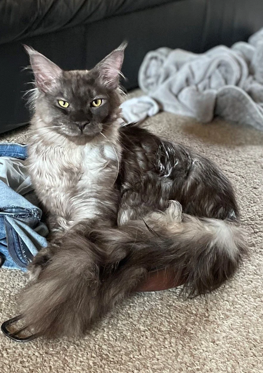 Our Kings — King Coons Indiana