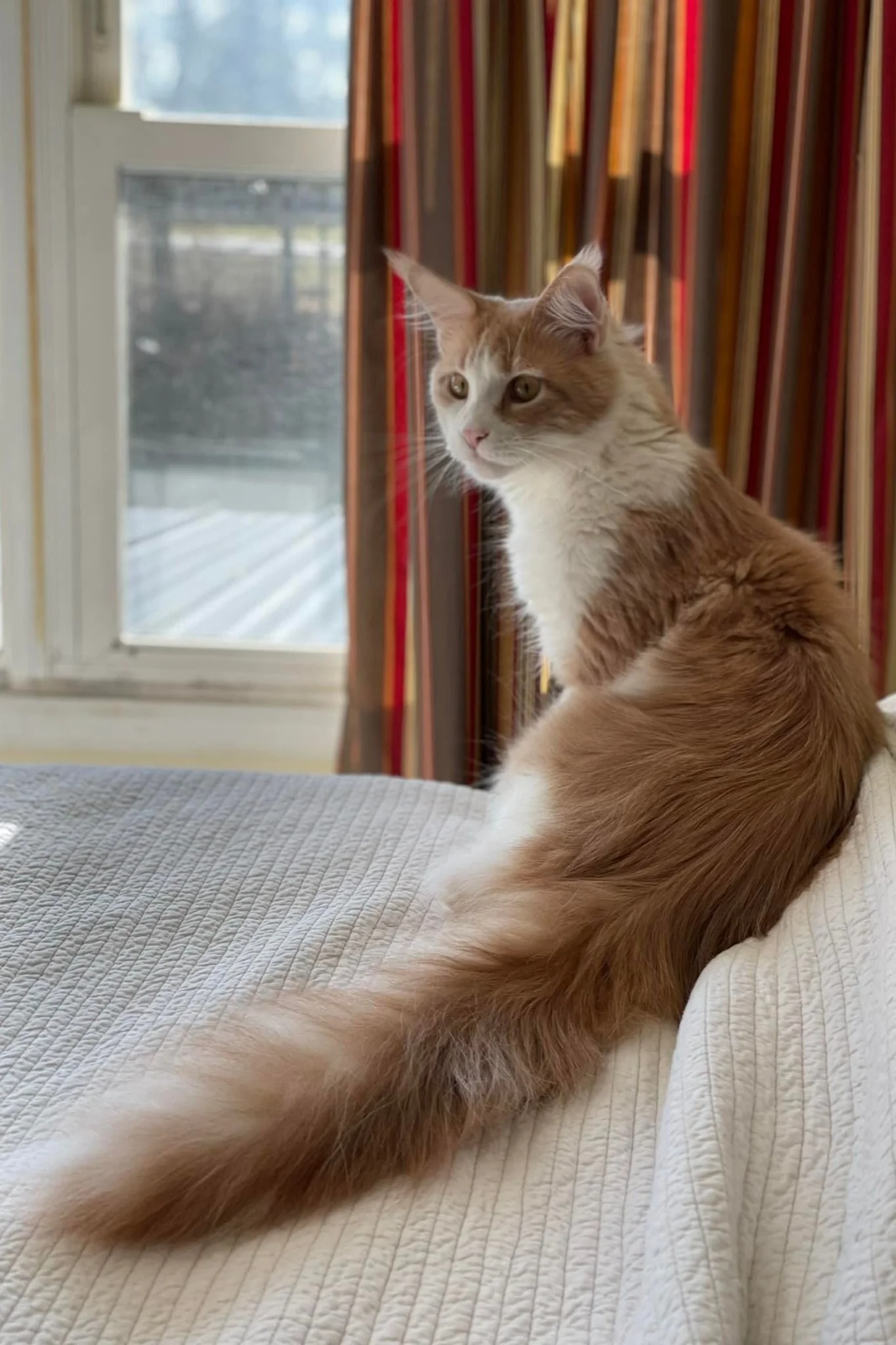 Our Queens — King Coons Indiana