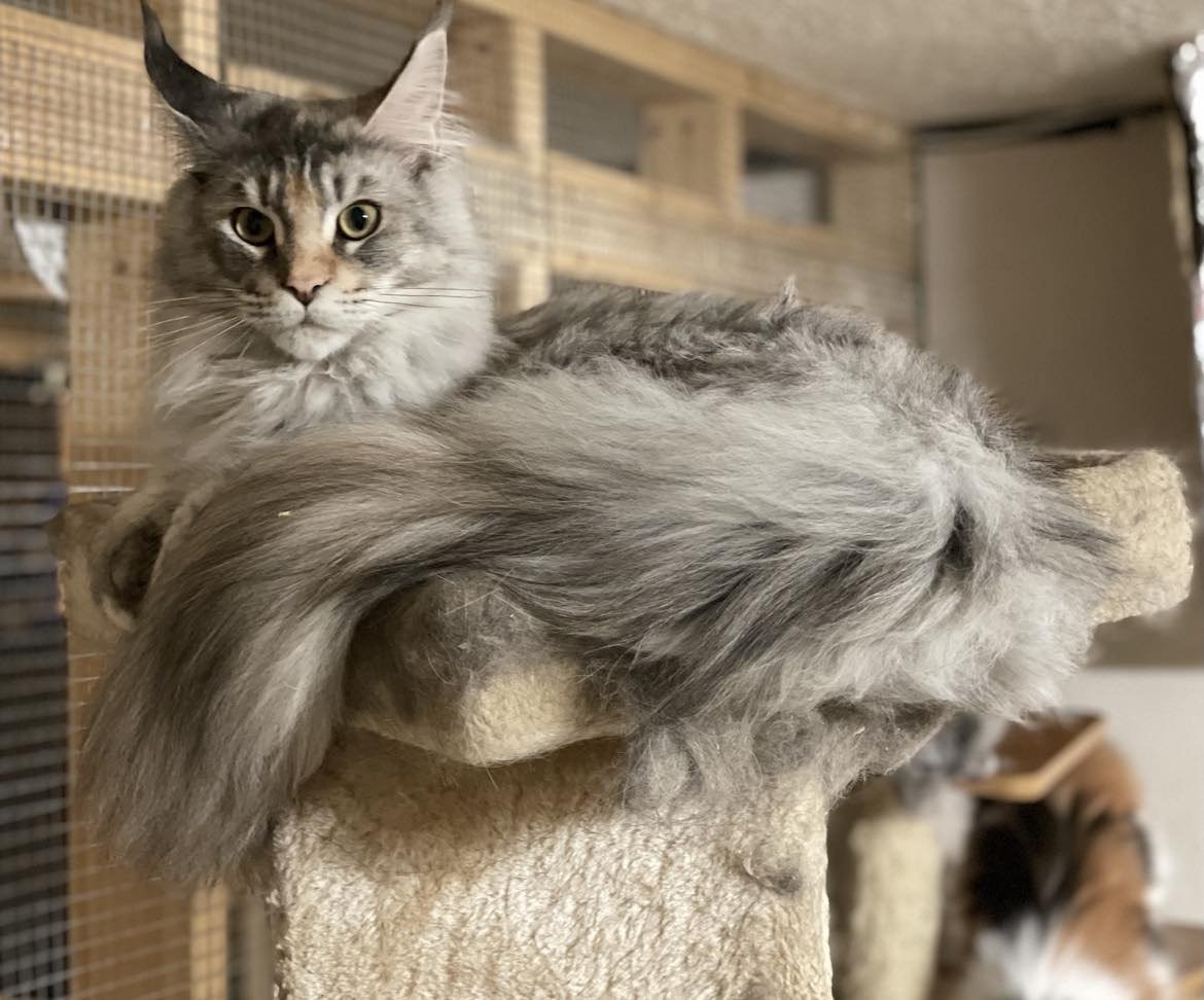 Our Queens — King Coons Indiana