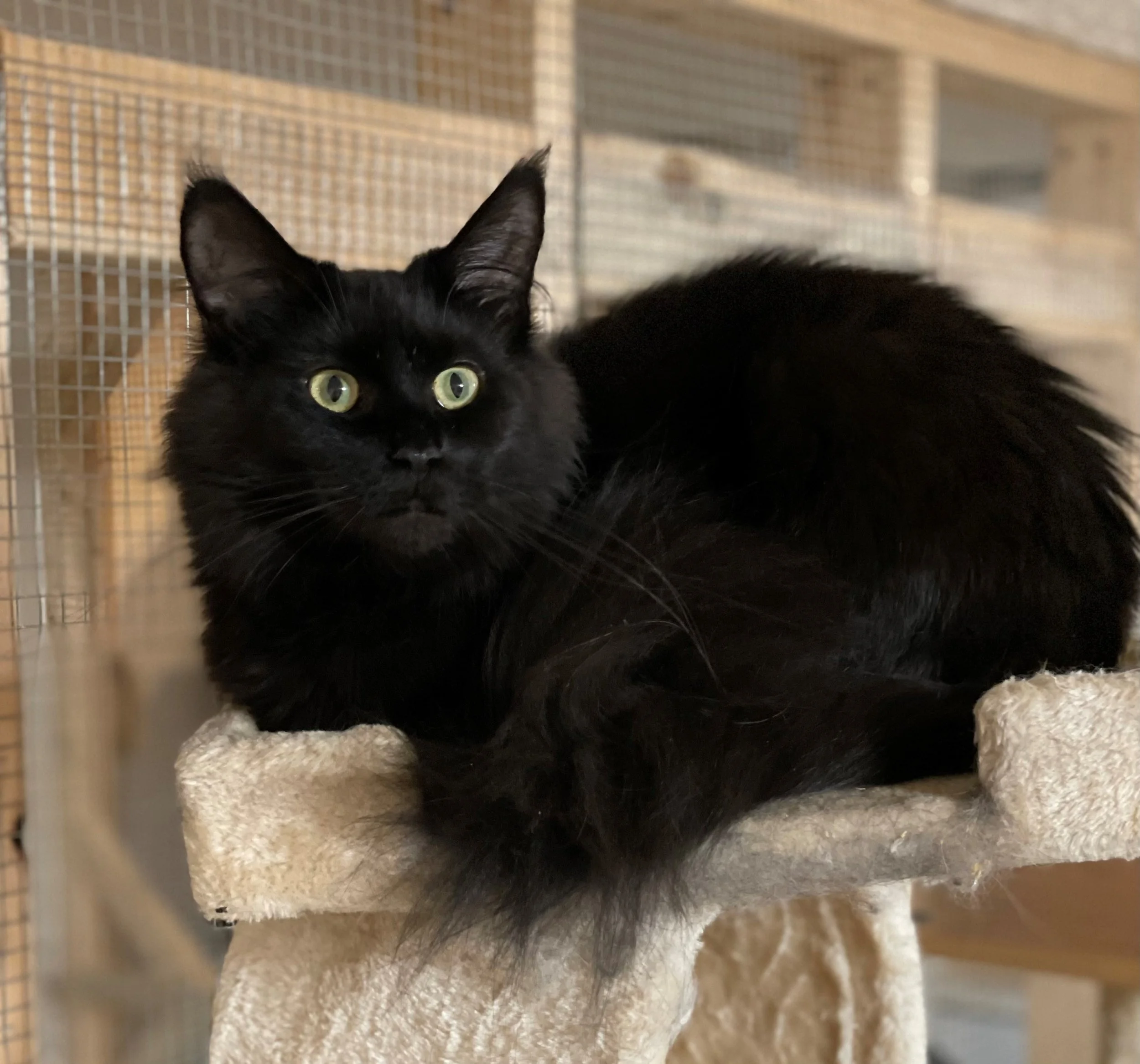 Our Queens — King Coons Indiana