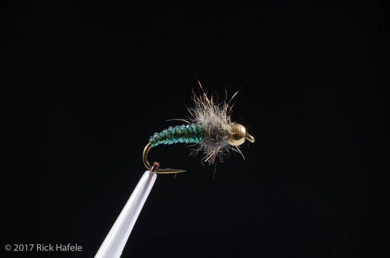 Green Rock Work Vs. Net-Spinning Caddis — Rick Hafele